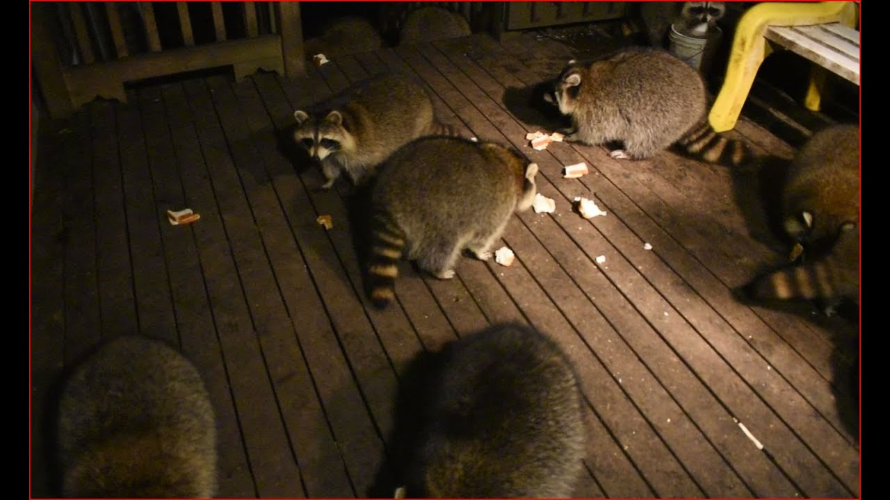 New Camera Raccoon Video - YouTube