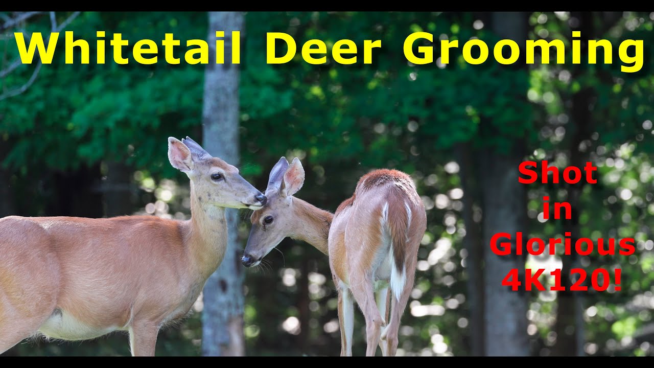 Whitetail deer grooming each other in 4K/120 #nature #deer #wildlife ...