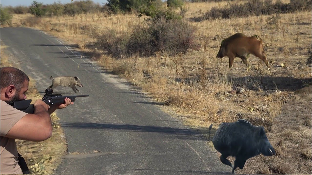 DOMUZ SÜRÜLERİ İLE MÜCADELE - YENİ SEZON / PERFECT WİLD BOAR HUNTİNG ...