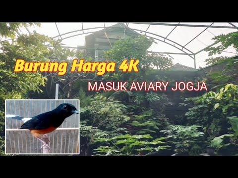 Burung Harga 4k ini Masuk Aviary Jogja 🤔 - YouTube