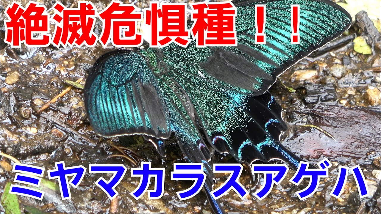 【絶滅危惧種no 1!!】ミヤマカラスアゲハのお っこ!?20230611 Youtube