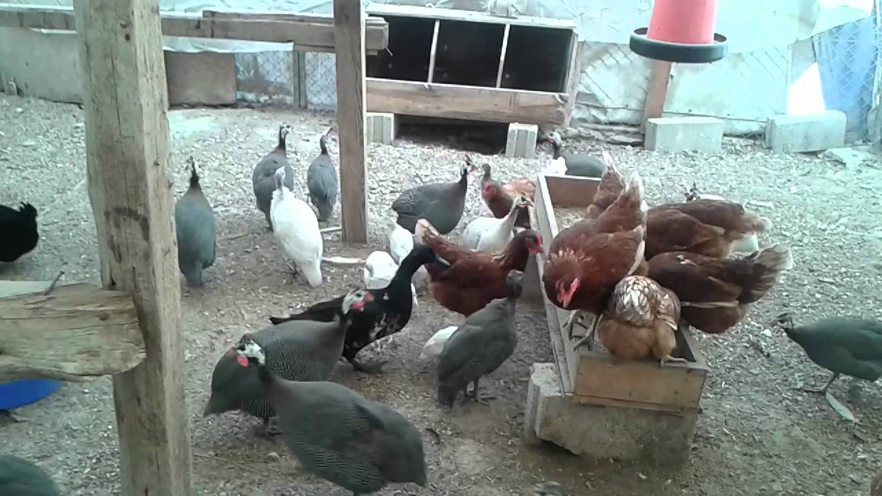 İran tavuğu 0536 236 55 87 # ankara - YouTube