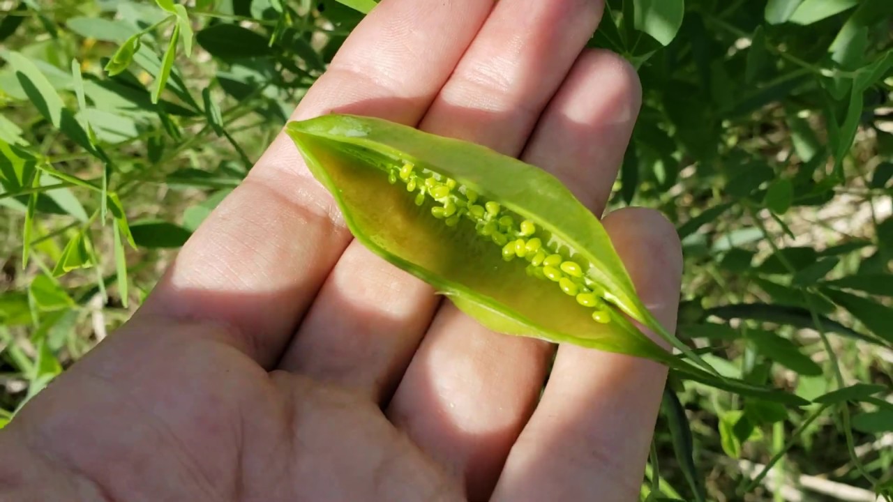Botanical Fruit Type: Legume - Flowers and fruit of Beans, Fabaceae ...