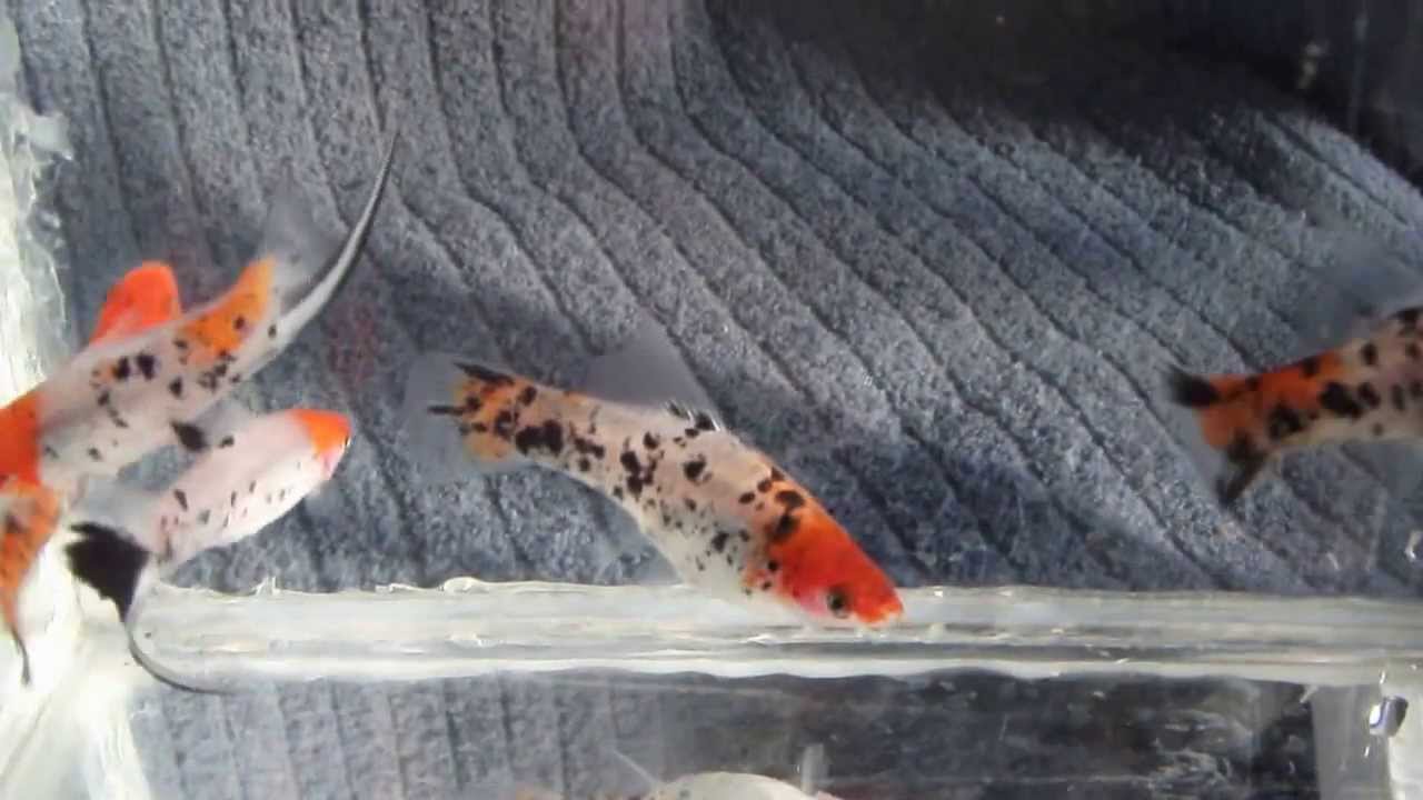 DSCF1193 - Флаговые HiFin меченосцы Кои Санке. - YouTube