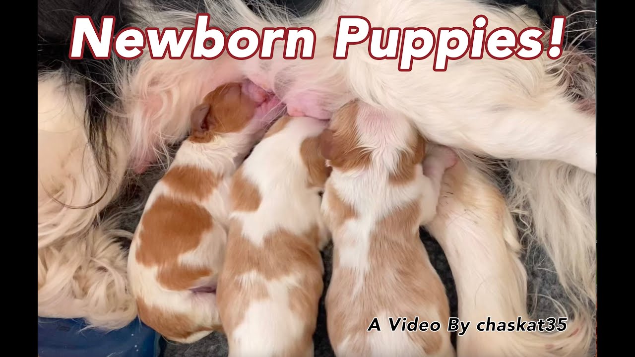 Newborn Puppies! (Jamba's Kids) - YouTube