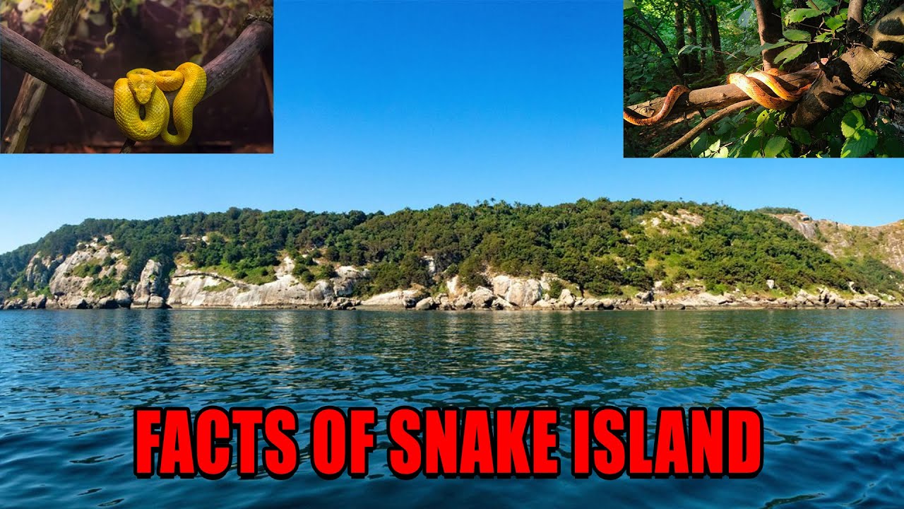 Facts of Snake Island || Ilha da Queimada Grande || Brazil || I View ...