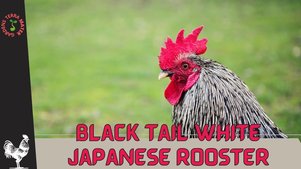 Black Tail White Japanese Rooster: The Elegance of Your Bantam Flock ...