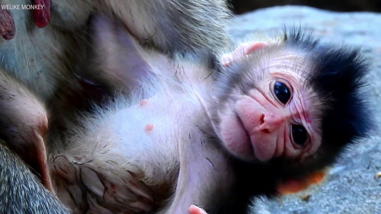 Mum Violet! What Happen To Newborn baby Monkey? Welcome New Baby See ...