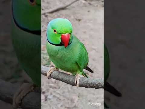 #bigo #live  #no #Bra #panty #vevo #meghanTrainor #shorts #girl So cut parrot!🐦