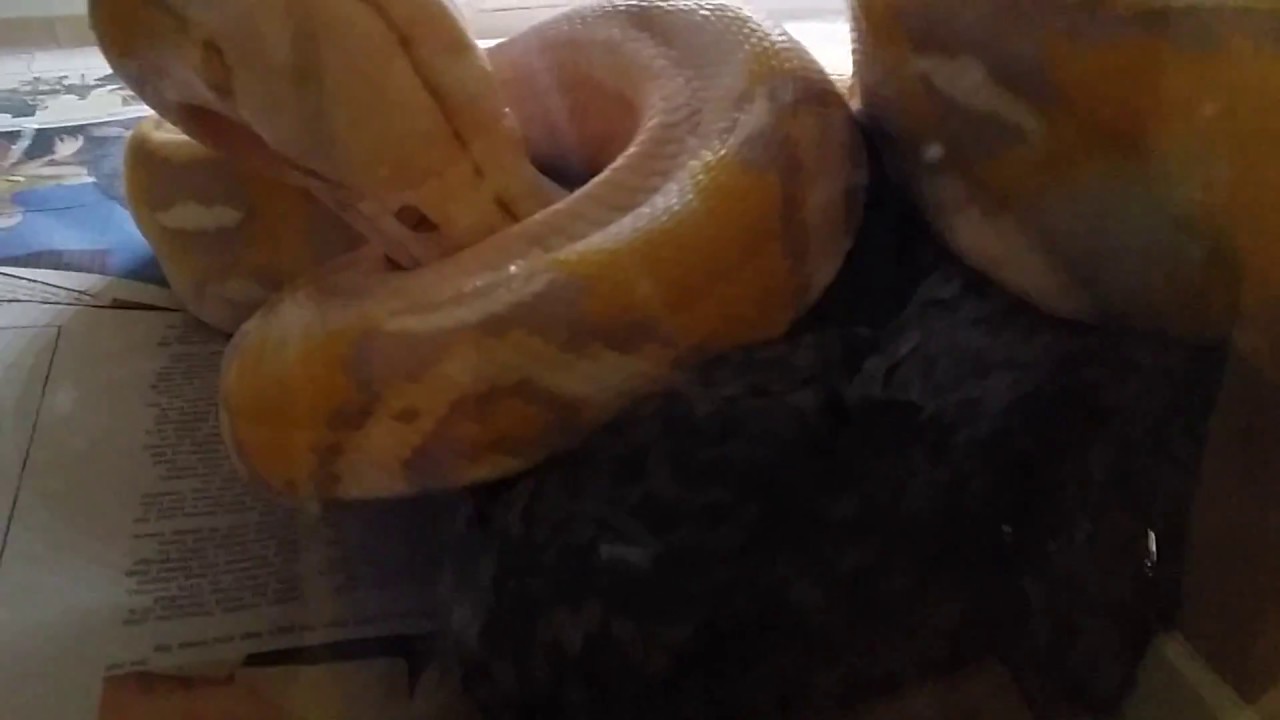 Purple Albino Reticulated Python Eating a Rabbit - YouTube
