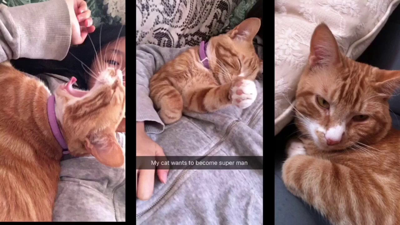 Cat Snapchat Compilation - YouTube