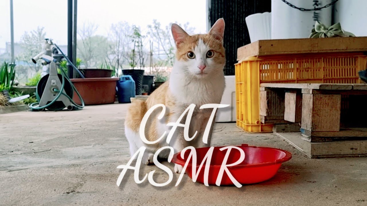 Cat ASMR 고양이 ASMR - YouTube