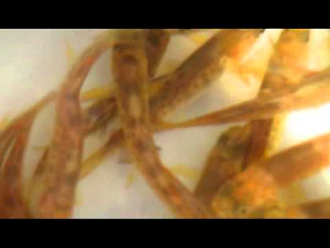 baby brown trout, fingerlings - YouTube