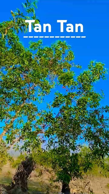 tan tan fun tuntun Yadav ka song #bhojpuri #song - YouTube