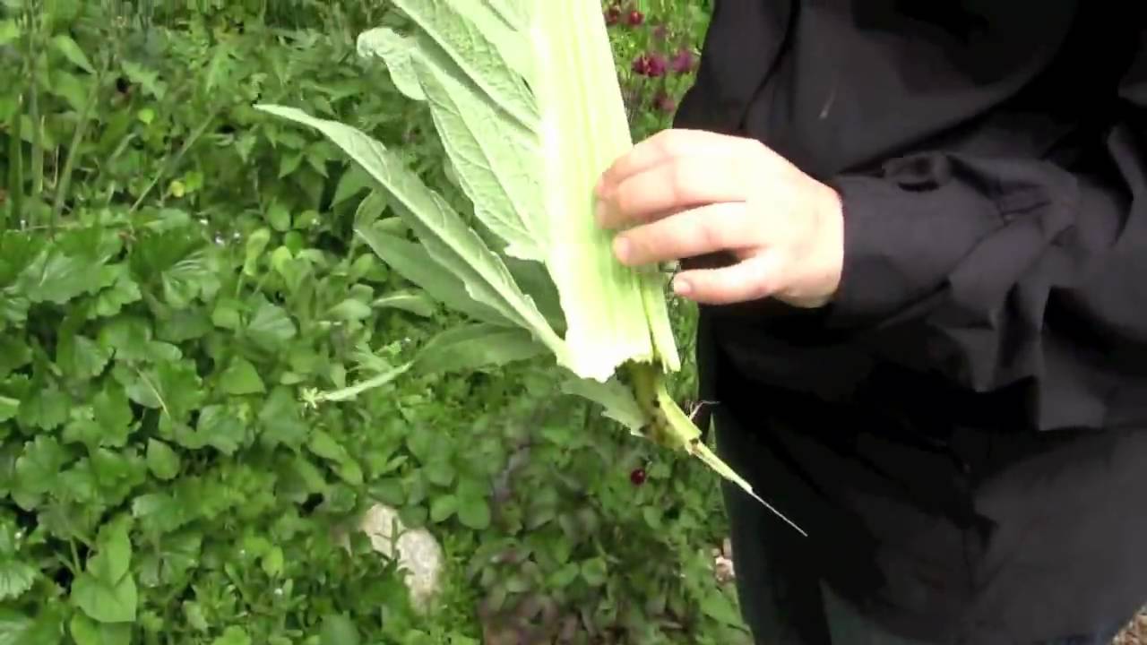 Cooking cardoons - YouTube