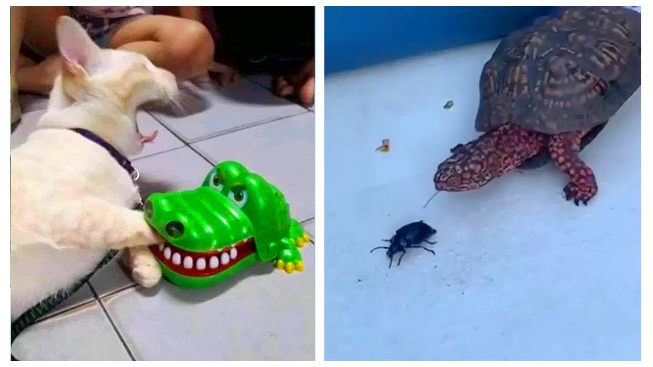 Turtle Chasing A Bug Around At A Pool Party Cute And Funny Animals ...