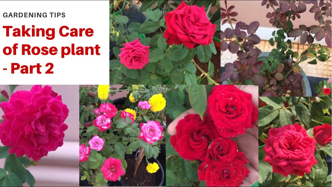 Rose plant caring part- 2|Tips for growing rose plant in home|Liquid ...
