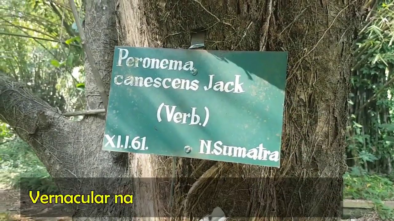 Peronema canescens Jack, Sungkai, Tree from Indonesia - YouTube