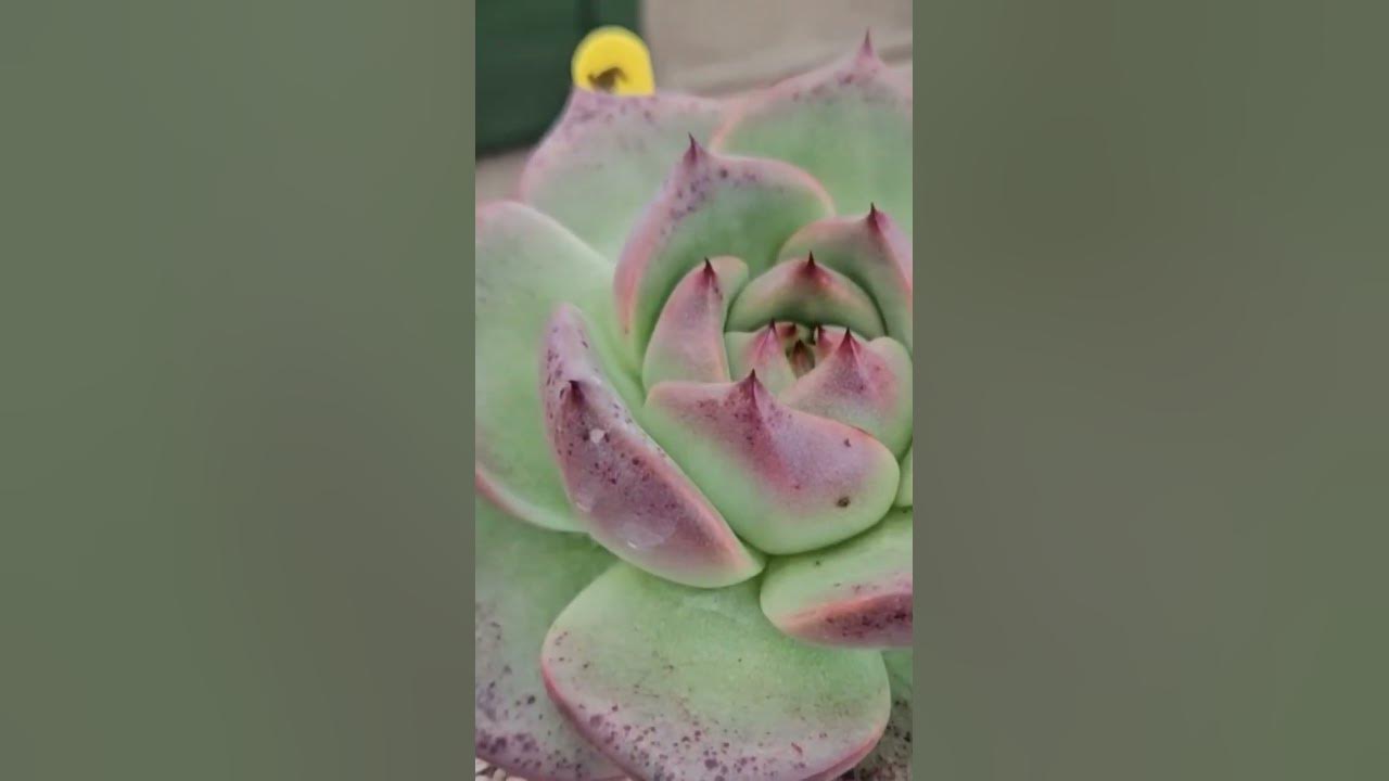 알리다육다육이 다육식물 다육화분 다육화분 다육 다육이키우기 다육이금 다육수입succulents다육창 Youtube