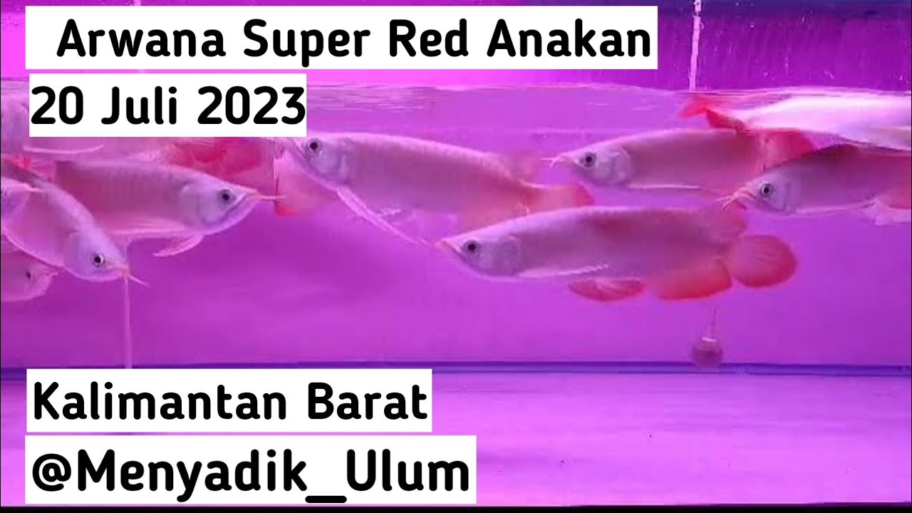 Arwana Super Red bibit ikan berkualitas super, jarang mengecewakan ...
