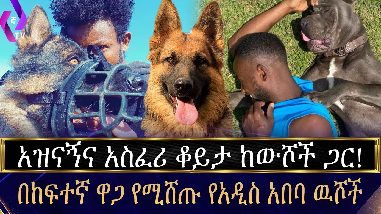 አዝናኝና አስፈሪ ቆይታ ከውሾች ጋር! በከፍተኛ ዋጋ የሚሸጡ የአዲስ አበባ ዉሾች | Dogs | Addis Abeba ...