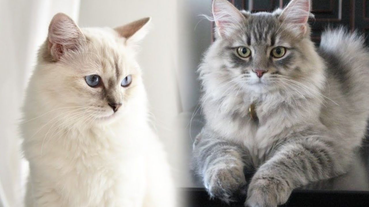 Shaded Silver Persian Cats in Art and Photography How to Capture Their ...