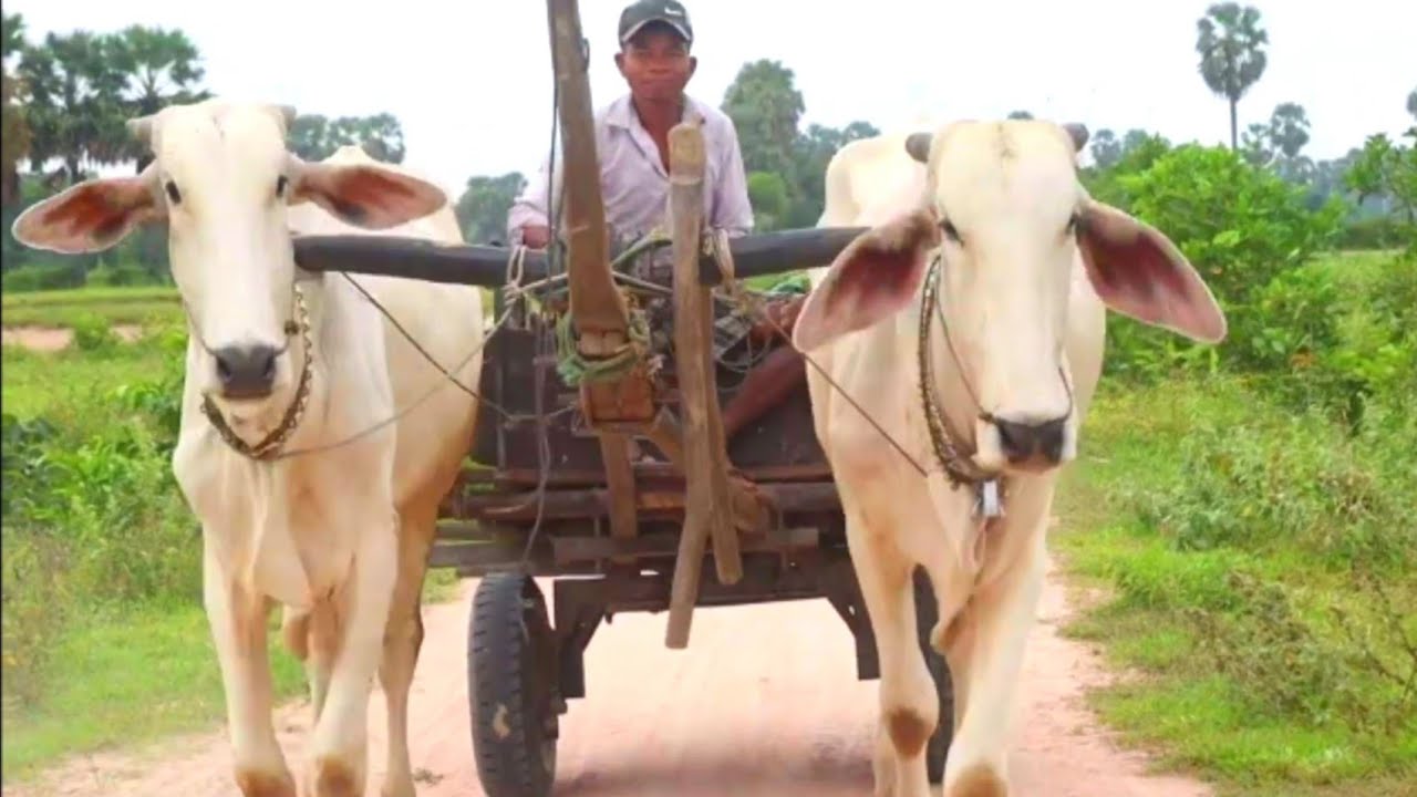 Farmers, foreign cow, transporting natural fertilizers - YouTube