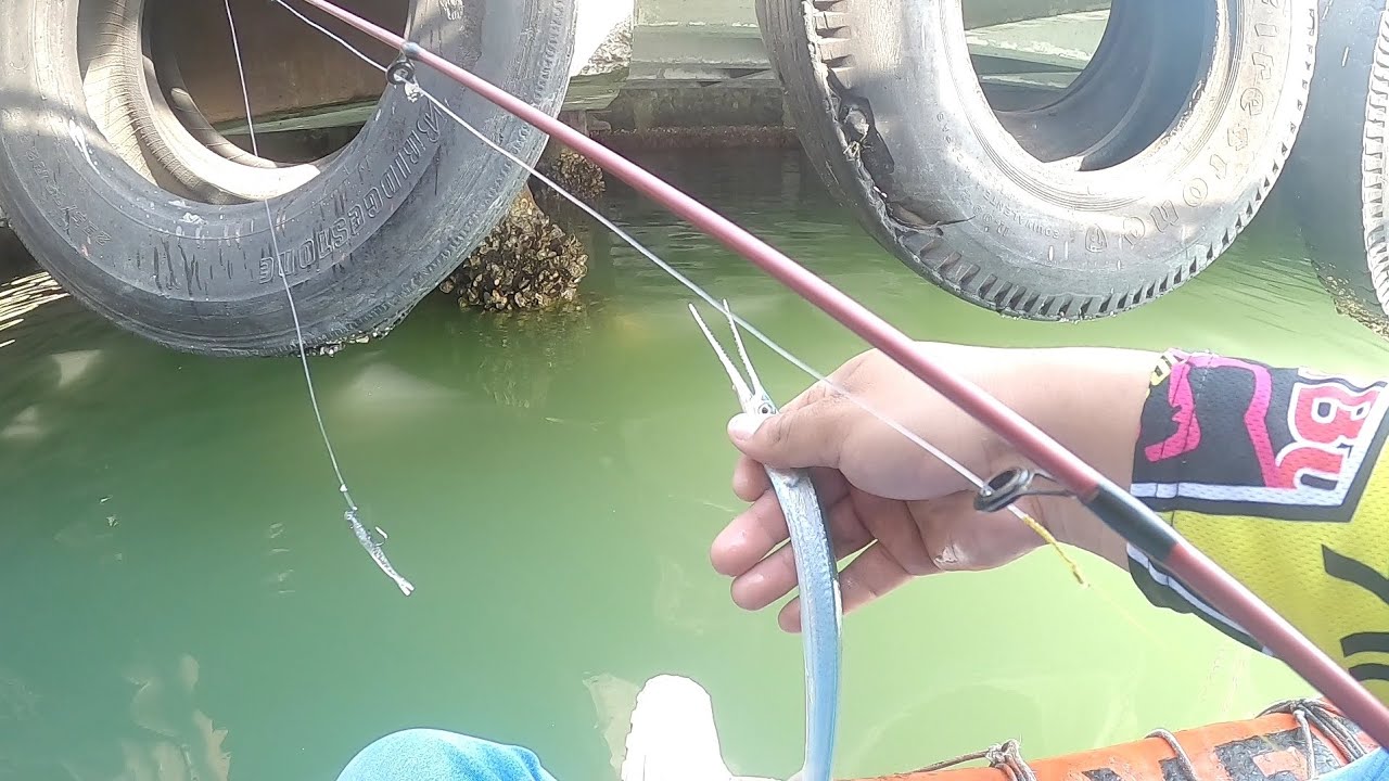 Pesca pez aguja// Agujilla// Captura y libera// río tuxpan # ...