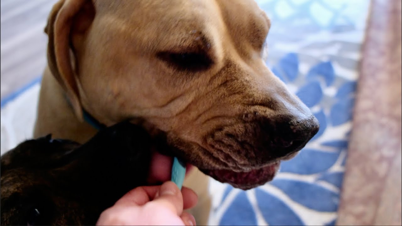 Puppy Brushes Her Teeth and Then Helps Her Parents - YouTube