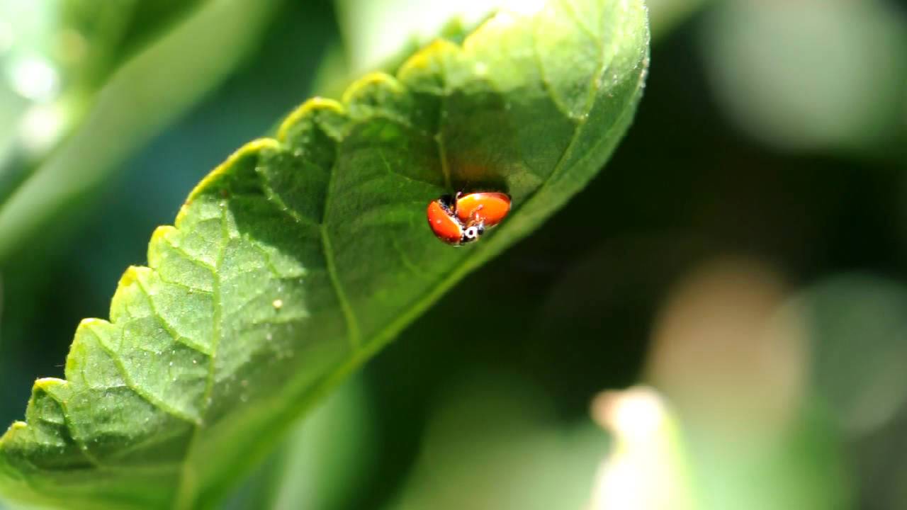 Lady bug first episode - YouTube