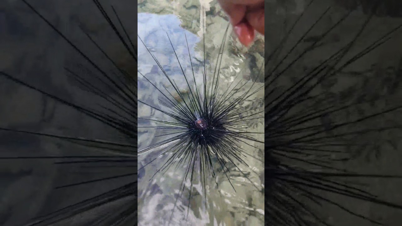 Diadema setosum (Diadematidae) bulu babi duri panjang #animalshorts # ...