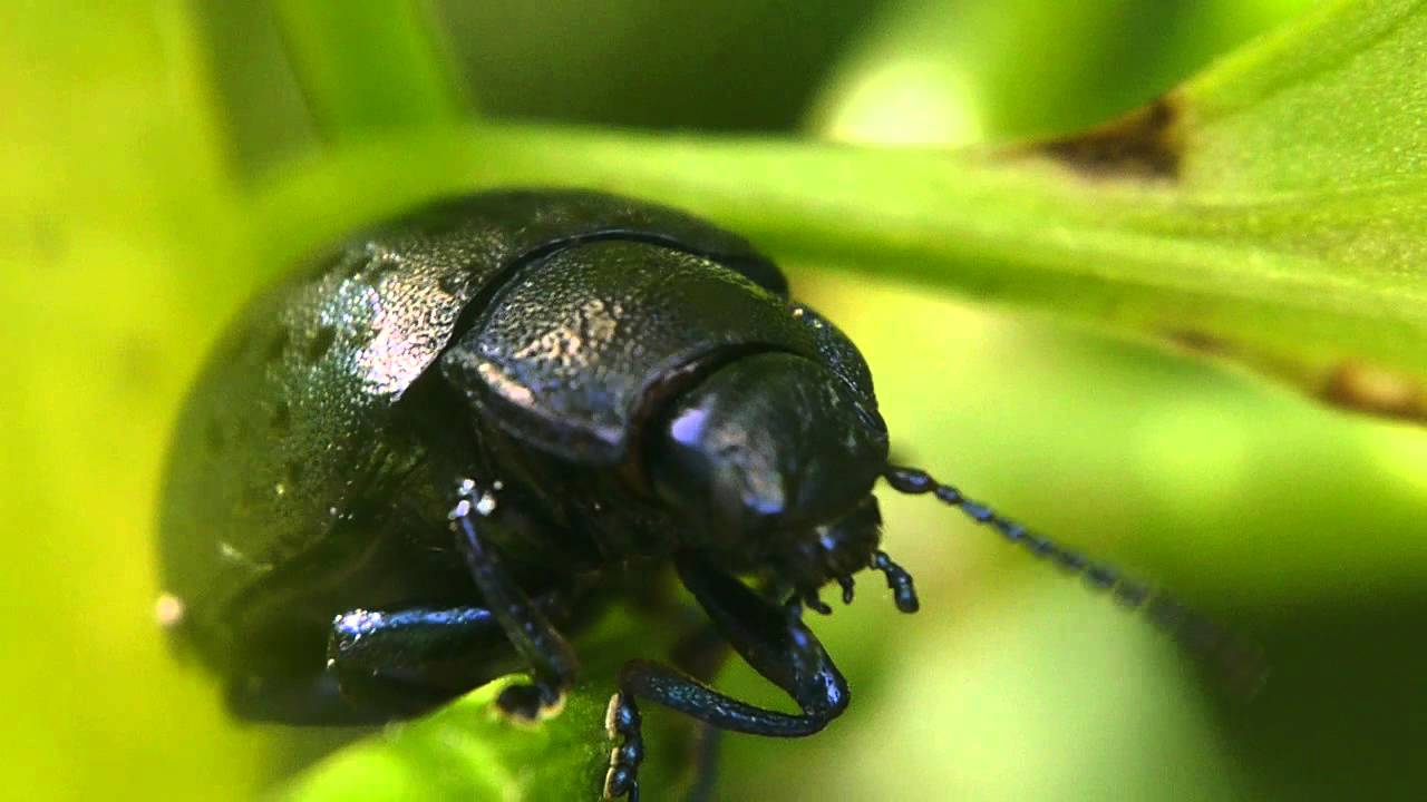 ハッカハムシ Chrysolina exanthematica の歩行 - YouTube