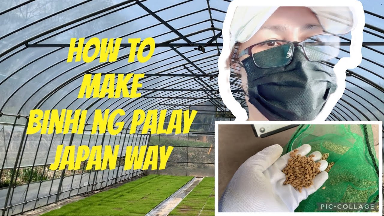 Binhi ng Palay || Japan way of making seedlings of Rice - YouTube