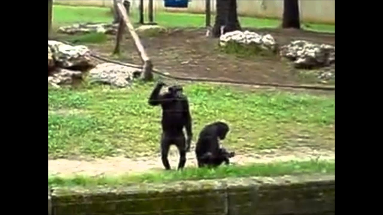 Harlem Shake (monkey edition) - YouTube