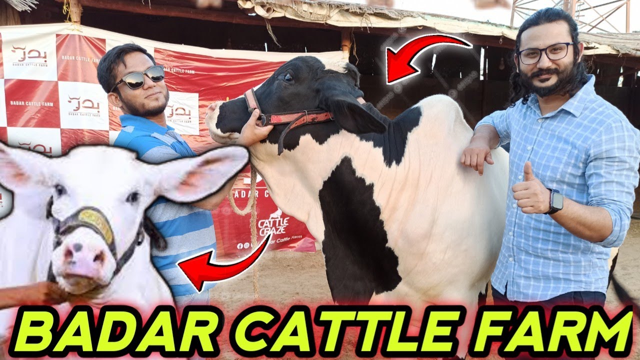 Badar Cattle Farm🐂😍 | Kohinoor Ki Kahani ️ | Cattle Collection 2023😯 ...
