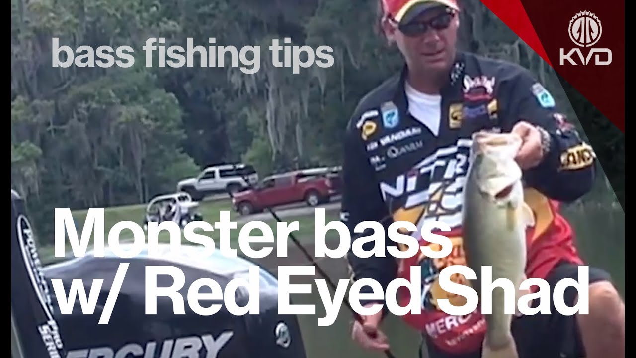 Summer fishing with Red Eyed Shad - fishing tips - YouTube