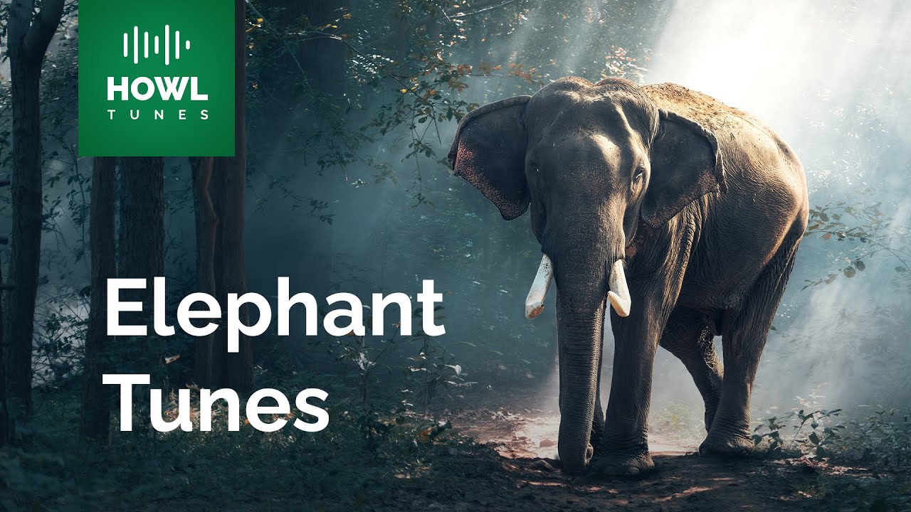 Elephant Trumpet Blast - YouTube