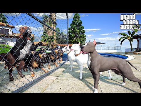 KORKUNÇ DİŞİ ROTTWEILER FADİME EVİMİZİ BASIYOR! - GTA 5 PİTBULL'UN HAYATI