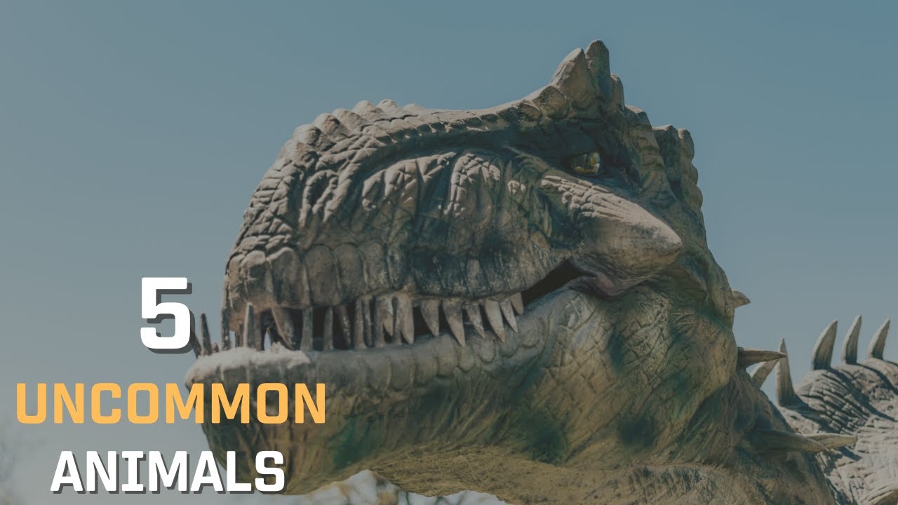 5 Uncommon Animals In The World - YouTube