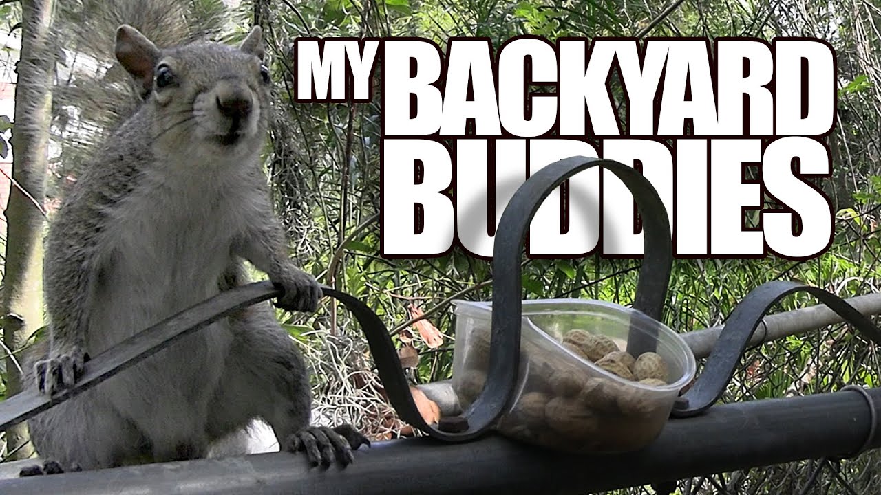 My Backyard Friends - YouTube