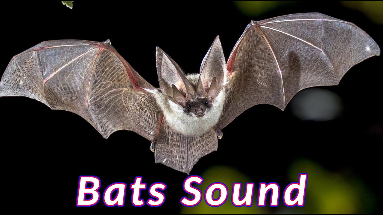 Bats Sound 🦇 Bat call sounds 🦇 - YouTube