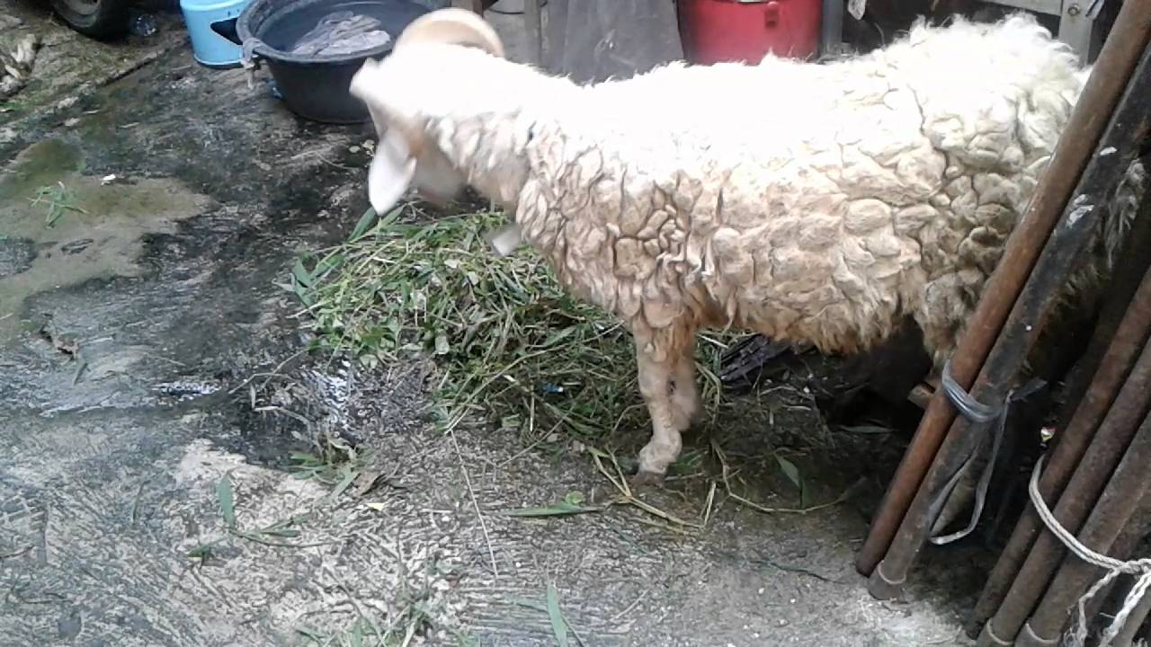 Nduy pegang domba untuk kurban - YouTube