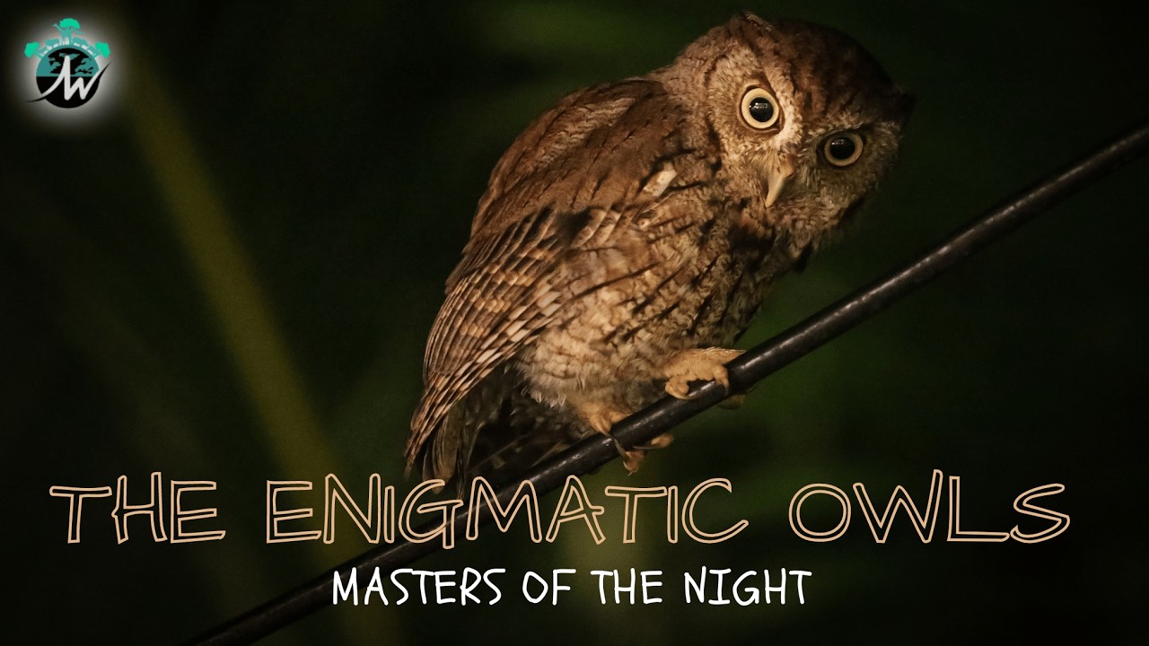 The Enigmatic owls: Masters of the night | A Guide to Owl Species and ...