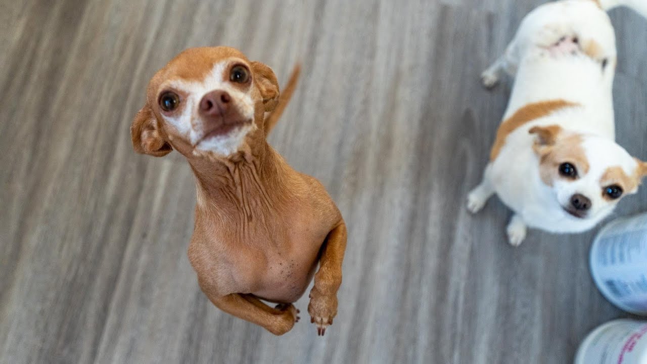 The Incredible Dancing Chicken - YouTube