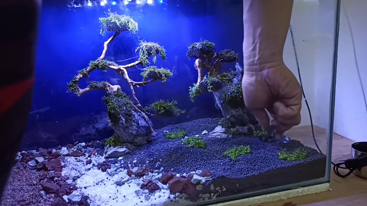 AquaScape bonsai ... #MasterLeeAquascapeBonsai #AllAboutNatureAquarium ...
