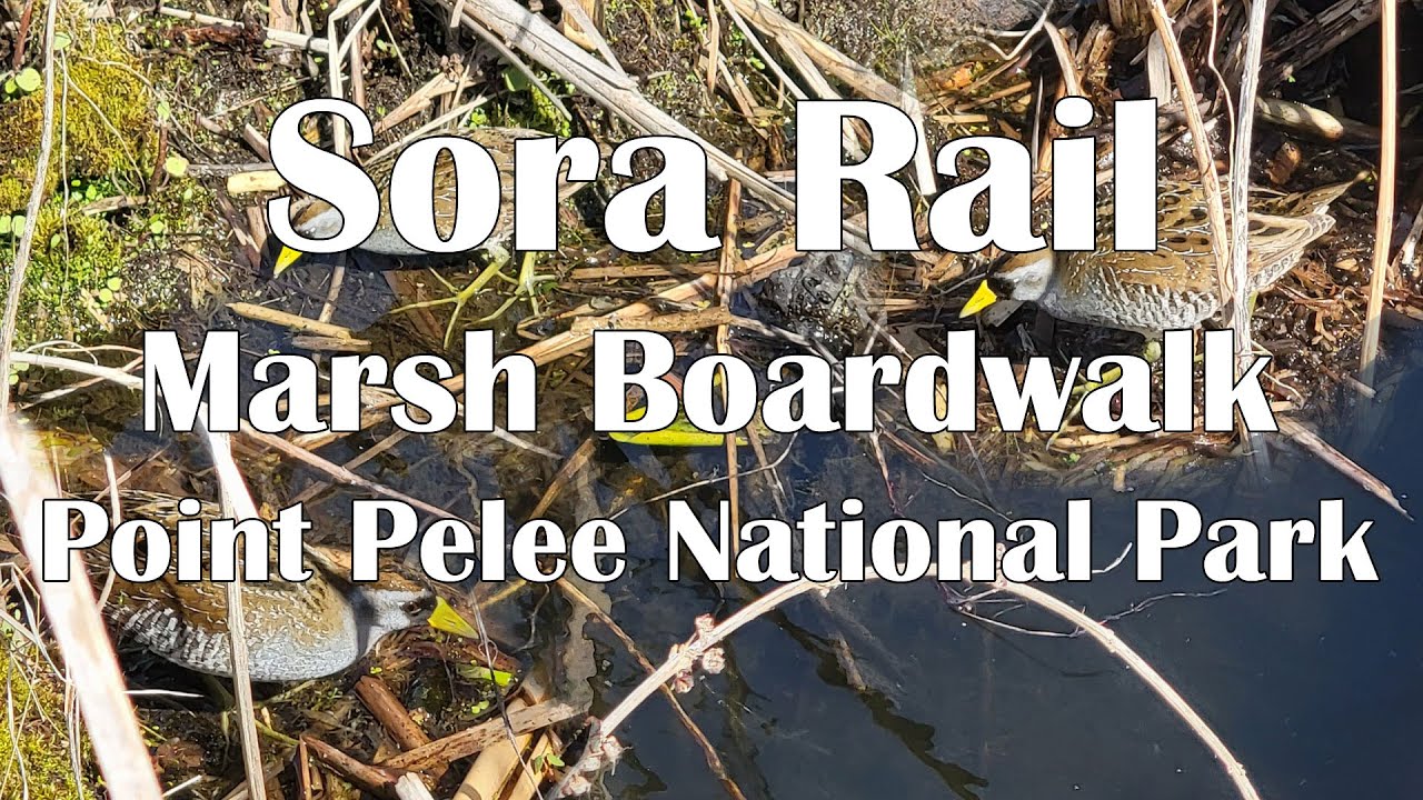 Sora Rail at Point Pelee National Park Marsh Boardwalk Trail - YouTube