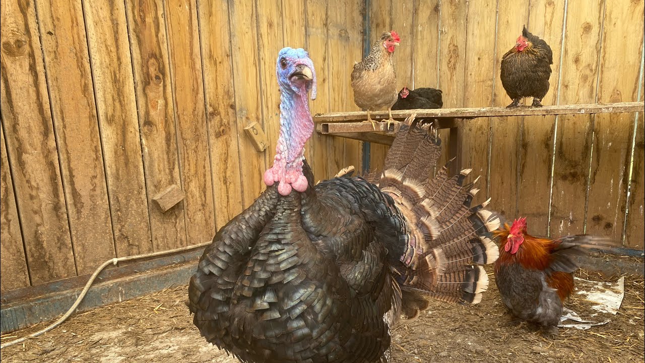 Keeping turkeys is so easy uk chickens - YouTube