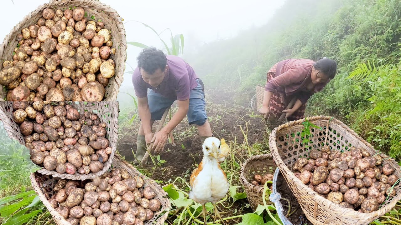 picking & storing potato in the village || Bhumi village video || - YouTube