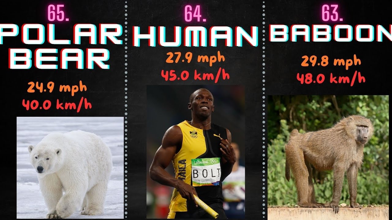 Speed of All Land Animals : A Complete Ranking | Comparison - YouTube