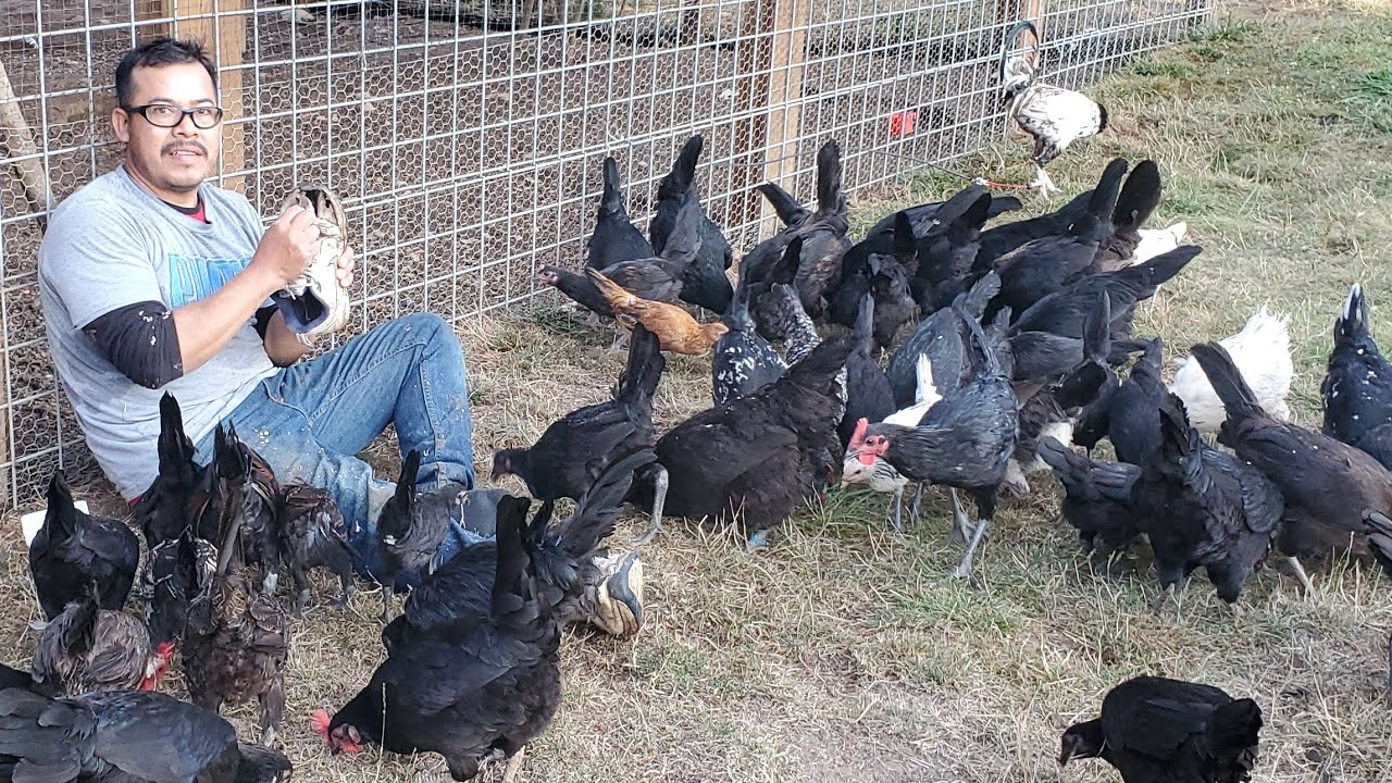 MIRA COMO EXTERMINAR CORUCOS cucuyuchi gorupos piojillo pulgas y mas en ...